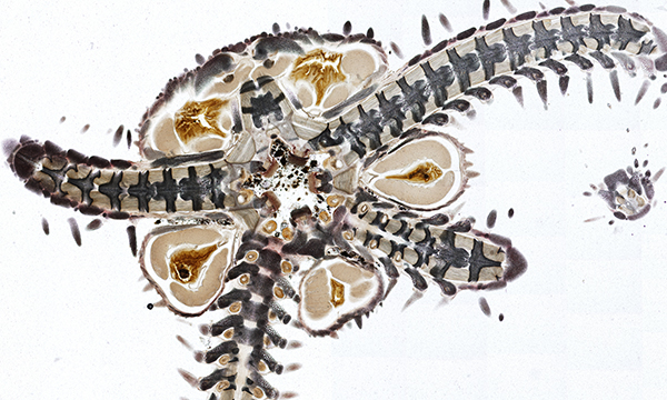 厚さ0.03mmの薄片が解き明かす地球、生命、身体の神秘 - Bplatz | 大阪産業創造館 中小企業情報サイト「ビープラッツ」
